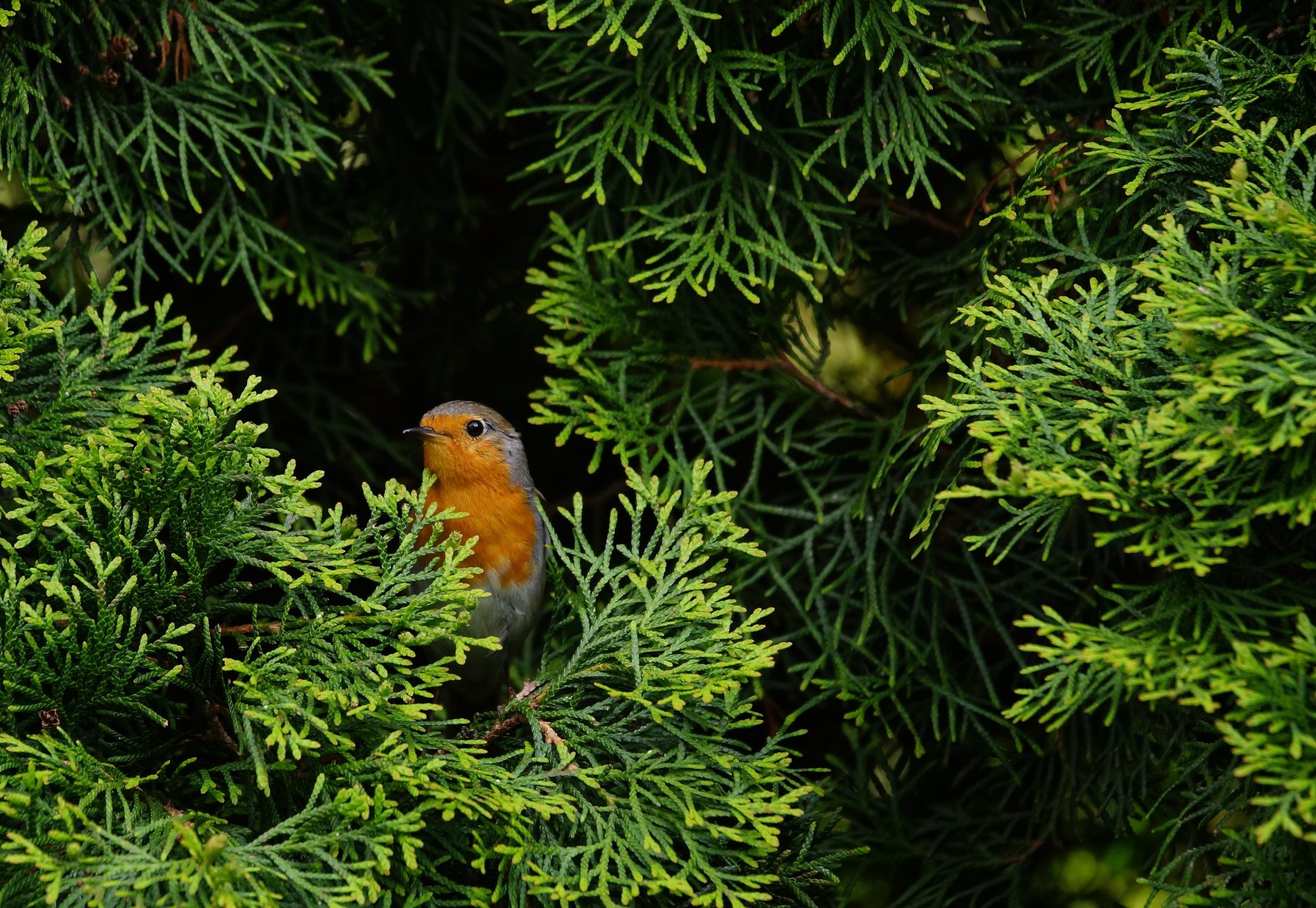 Re-wilding your Neighborhood: Creating Beautiful, Bird-Friendly ...